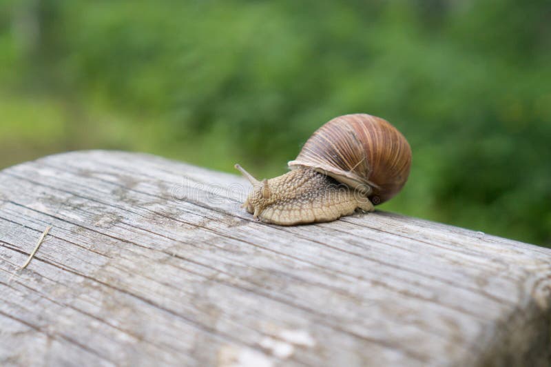 Garden snail on an old log stock image. Image of tentacle - 95186435