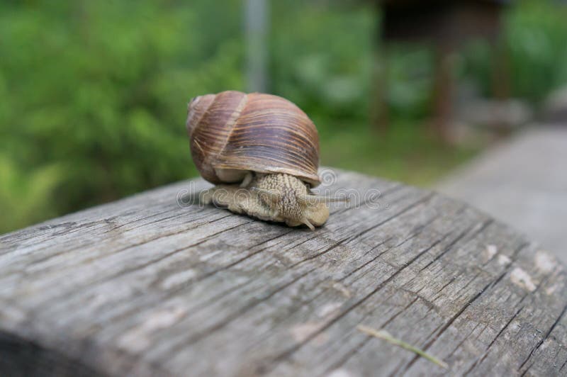 Garden snail on an old log stock image. Image of invertebrate - 95186927