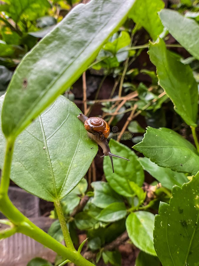 Garden Snail ( Oxychilus ) in Indian Garden Stock Photo - Image of ...