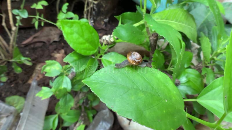 Garden Snail ( Oxychilus ) in Indian Garden Stock Footage - Video of ...