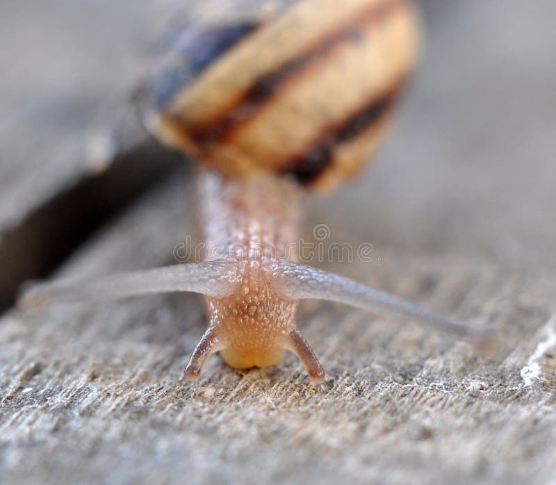 Garden snail stock image. Image of organic, details, closeup - 55020669