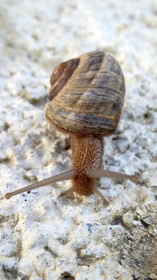 Garden snail stock photo. Image of parasite, disgusting - 55020940