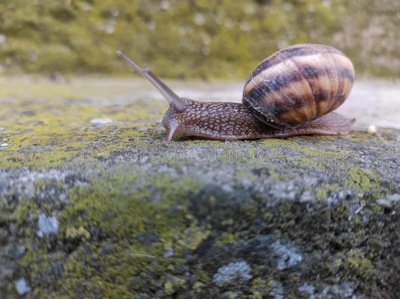 Garden Snail in Shell Crawling on a Surface with Moss Stock Image ...