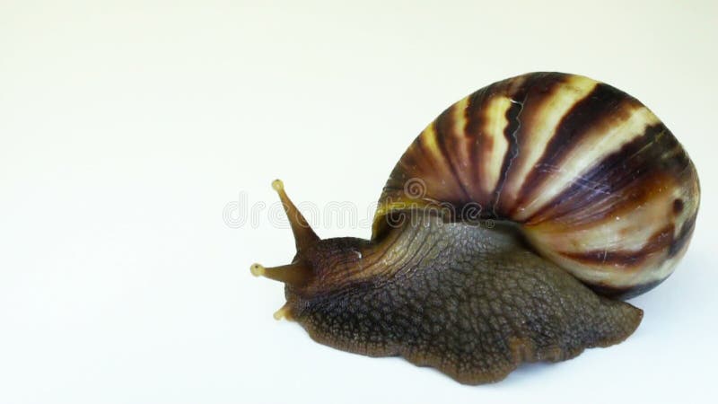 Garden Snail stock video. Video of shell, shiny, green - 36225550