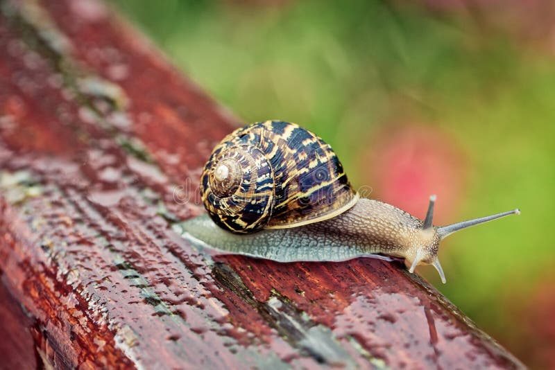 Garden Snail stock image. Image of helix, plant, house - 40767961
