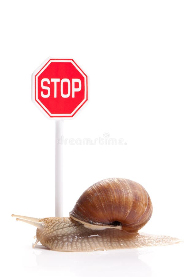 Garden Snail and Stop Traffic Sign Stock Photo - Image of isolated ...
