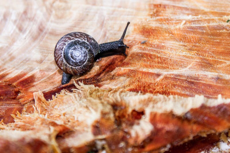 Snail on a stump in nature stock photo. Image of animal - 37162404