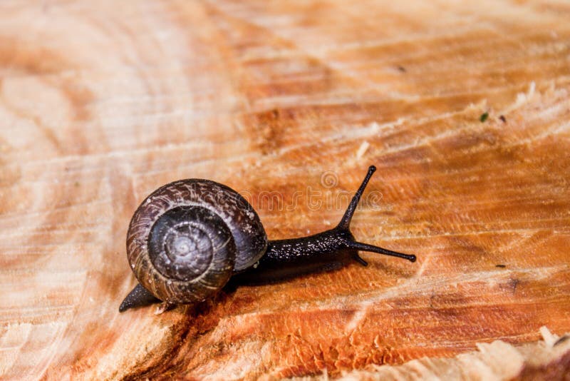 Garden snail on a stump stock photo. Image of shell, stump - 76242146
