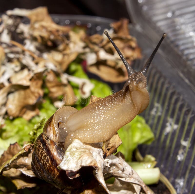 The Garden Snail is a Terrestrial Gastropod Mollusk.a Forest Snail ...