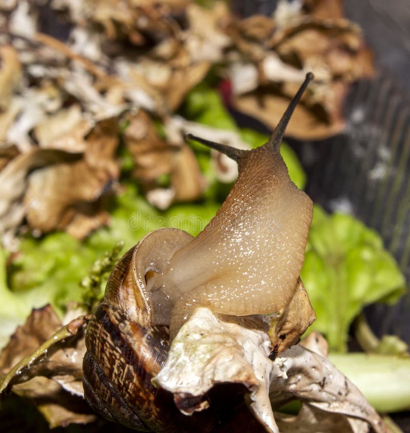 The Garden Snail is a Terrestrial Gastropod Mollusk.a Forest Snail ...