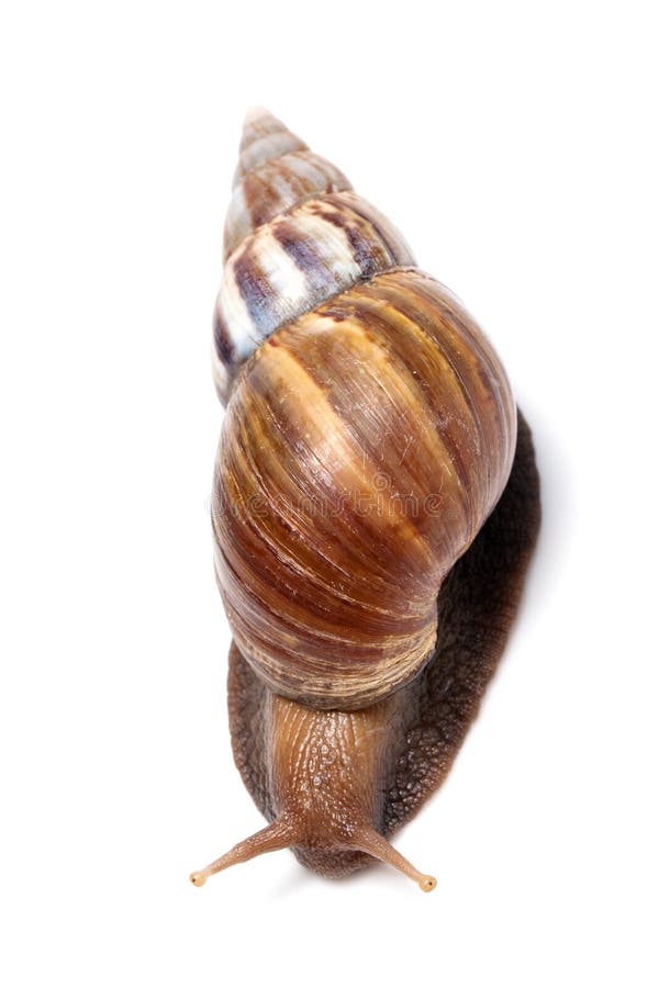 Garden Snail on top stock photo. Image of diet, protein - 32356772
