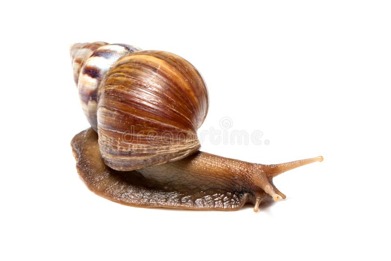 Garden Snail on top stock photo. Image of close, farm - 32362332