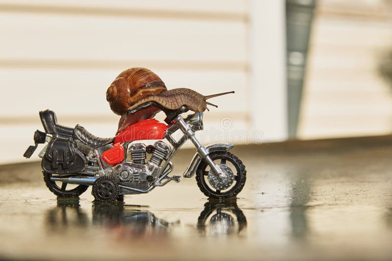 A Garden Snail on a Toy Motorcycle. Stock Photo - Image of sunny, snail ...