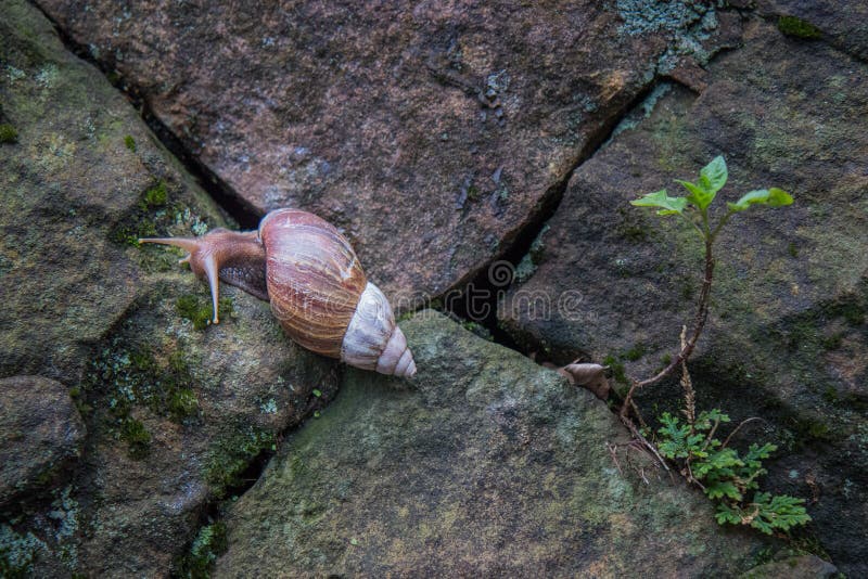 Garden snail walk stock image. Image of macro, farm - 106222859