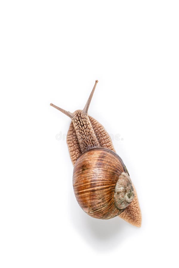 Garden Snail on White Background. Vertical Photo Stock Photo - Image of ...