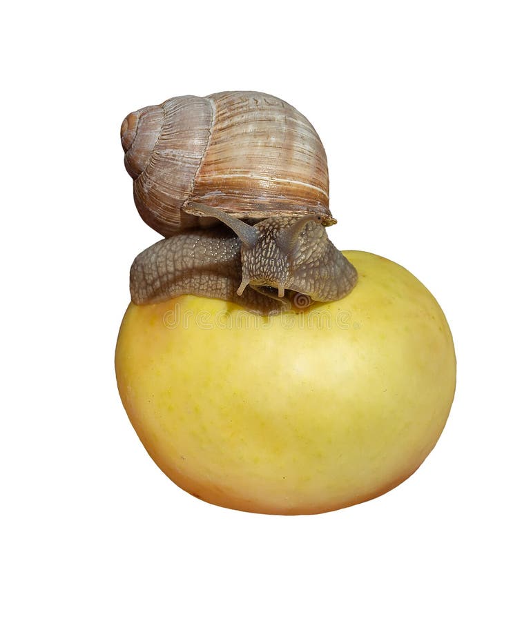 Garden Snail on Yellow Apple. Isolated on White Background Stock Photo ...
