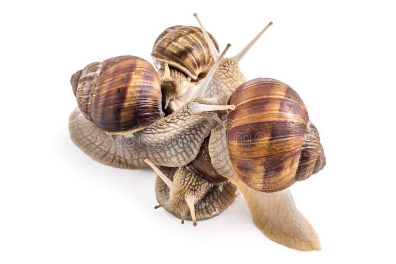 Garden snails stock image. Image of mollusc, diet, invertebrate - 80262467