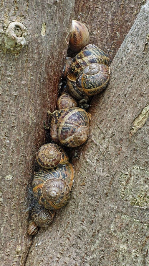 Garden snails on a tree stock image. Image of land, gastropod - 197772411