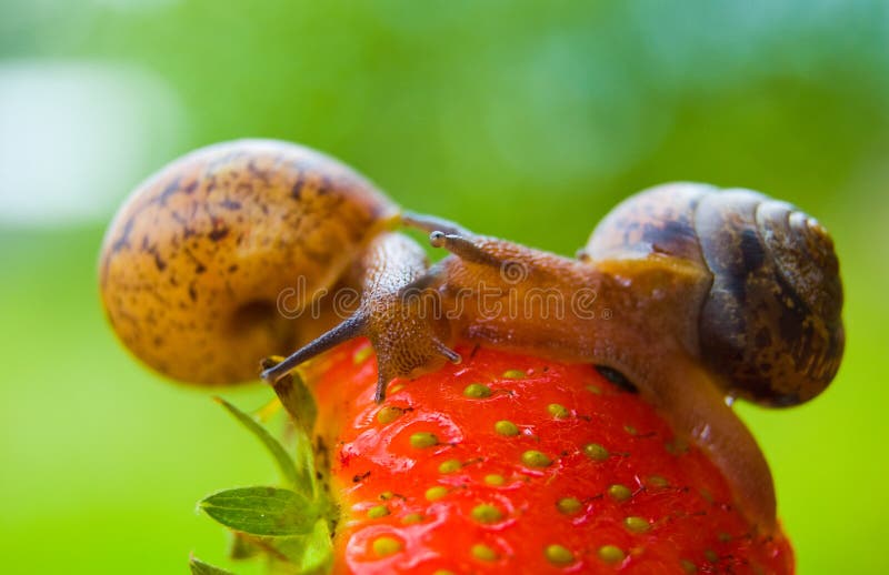 Garden snails. stock photo. Image of close, animal, ripe - 35475124