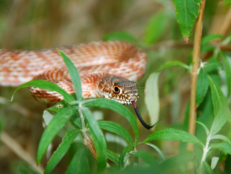 Garden snake 3 stock photo. Image of macro, hunting, tongue - 4545252
