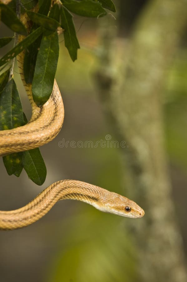 Garden Snake stock image. Image of reptile, stripe, serpant - 170675