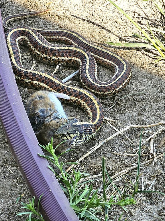 Garden Snake Eating a Kangaroo Mouse Stock Image - Image of purple ...
