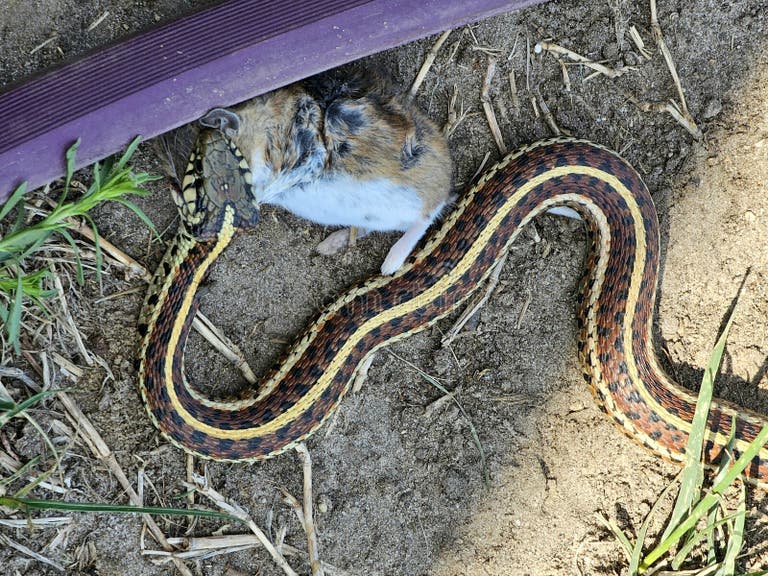 Kangaroo Mouse House Stock Photos - Free & Royalty-Free Stock Photos ...