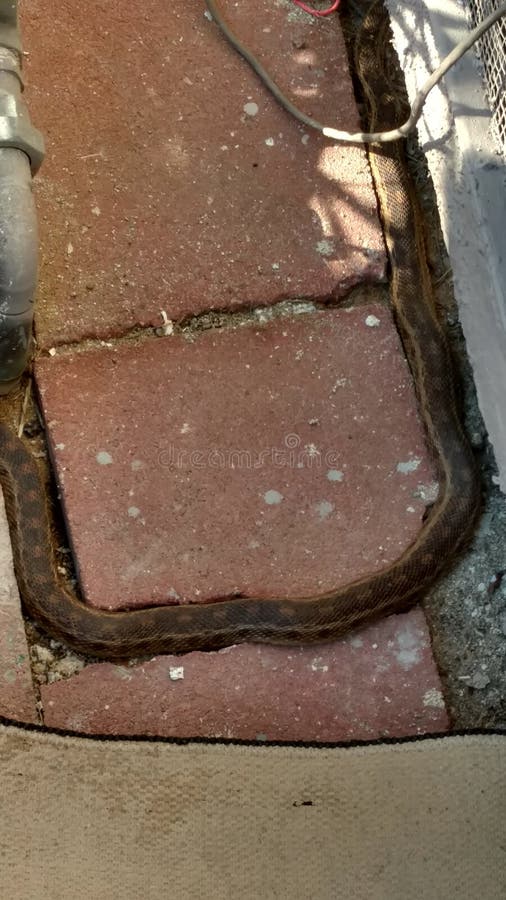 Garden Snake on Concrete stock photo. Image of grey, concrete - 46105492