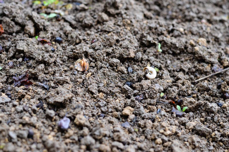Garden soil stock photo. Image of soil, snail, outdoor - 48635652