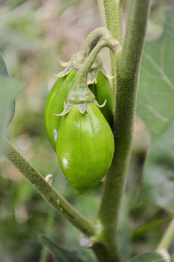 In the Garden Solanum Gilo Growing Stock Photo - Image of saudável ...