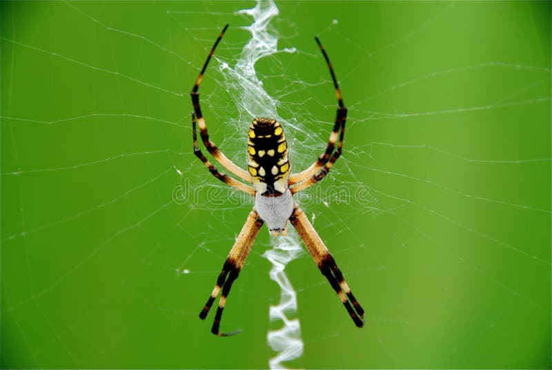 Garden Spider stock image. Image of spider, macro, close - 11197535