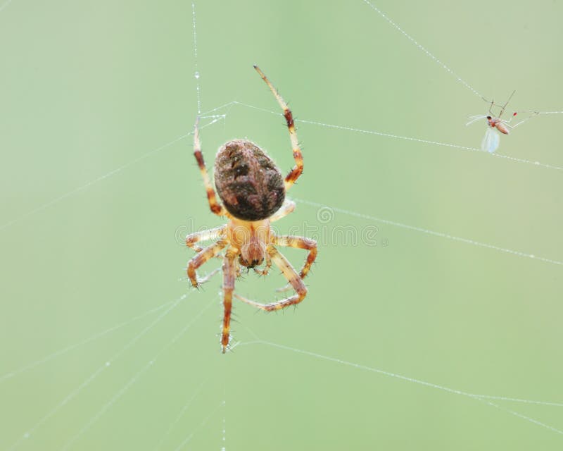 Garden Spider stock photo. Image of nature, closeup, macro - 20660120