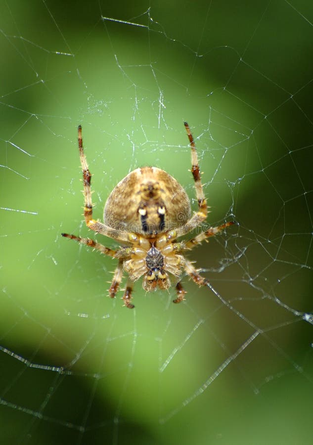 Garden spider stock photo. Image of garden, small, arachnid - 5681992