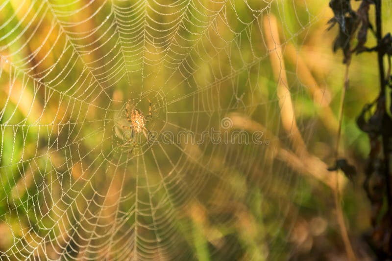 Garden Spider or Argiope Aurantia in Its Net Stock Image - Image of ...