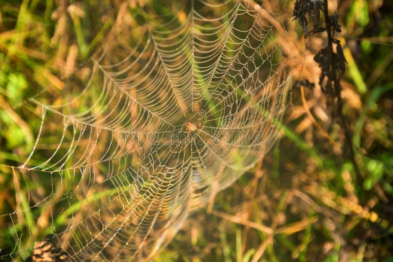 Garden Spider or Argiope Aurantia in Its Net Stock Photo - Image of ...