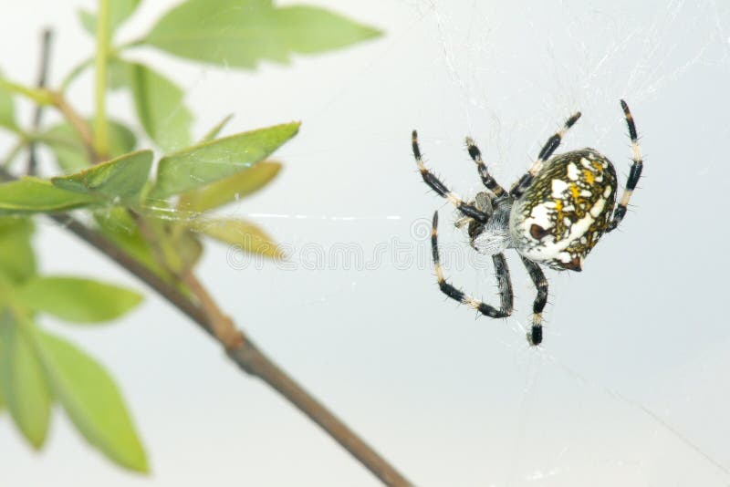 Garden spider stock image. Image of arachnida, spider - 43852457