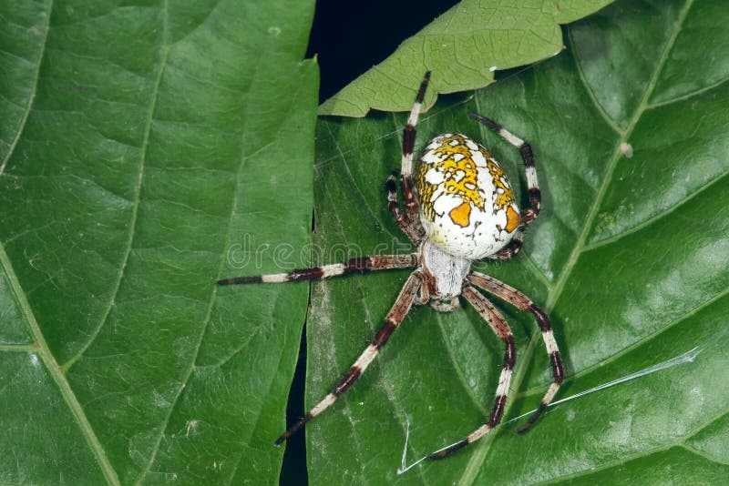 Garden spider stock photo. Image of life, bugs, spiderweb - 44316018