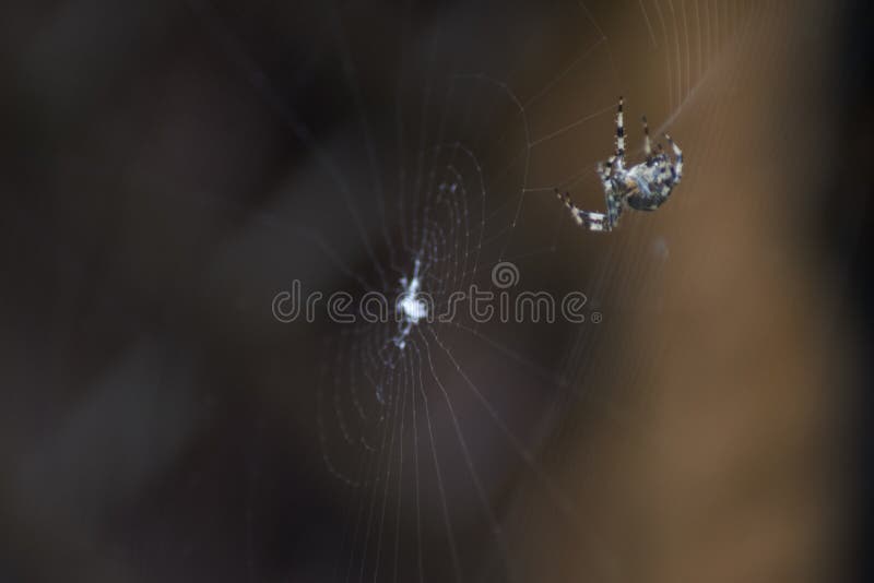 Spider and web stock image. Image of garden, fixing - 100842853