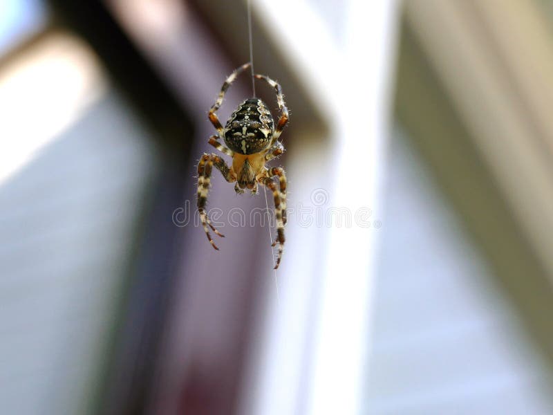 Hanging by a thread stock photo. Image of danger, luck - 10164804