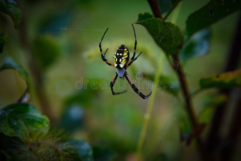 Garden Spider stock photo. Image of carnivore, green - 81326612