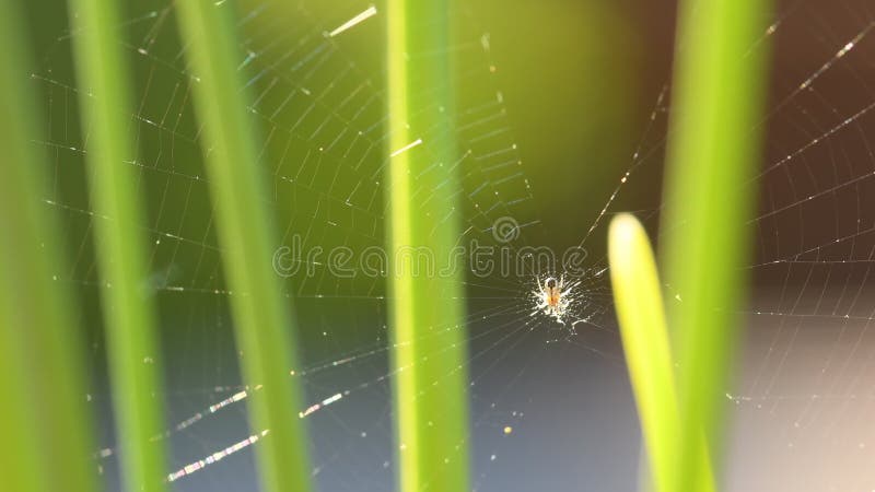 Garden Spider with Its Web between Green Branches Stock Footage - Video ...