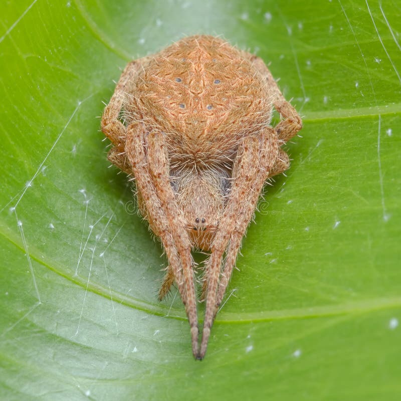 Orange Garden Spider stock image. Image of wildlife, orange - 21250063