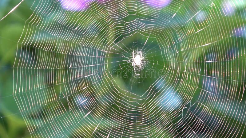 Garden Spider Sitting in the Middle of the Web Moving in the Wind Lit ...