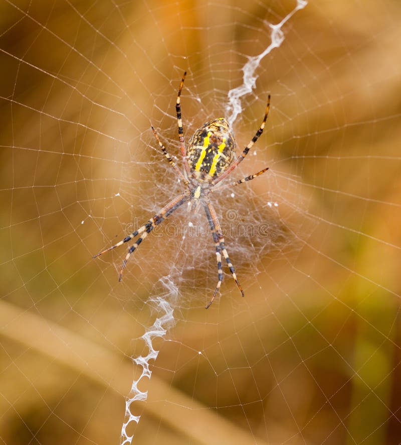 Garden Spider Spinning a Web Stock Photo - Image of visions, insect ...