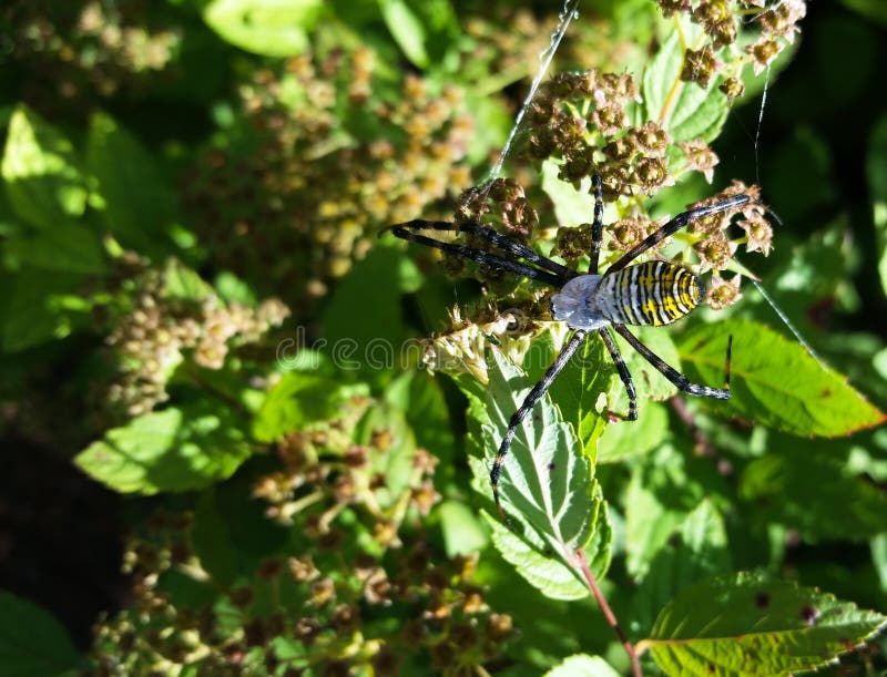Garden Spider Top 2 stock image. Image of wisconsin, plants - 65996239