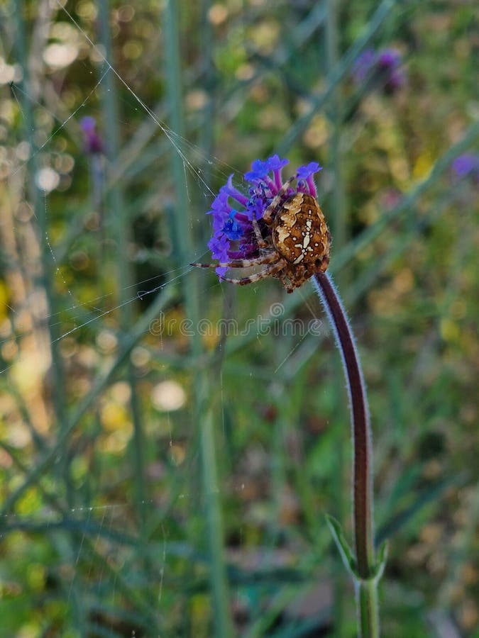 Garden Spider (araneus Diadematus) Stock Photo - Image of light, scary ...