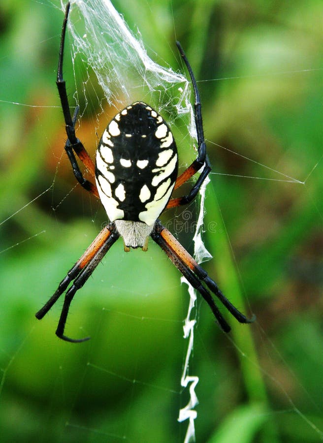 Garden spider on web stock photo. Image of lines, lying - 42397240