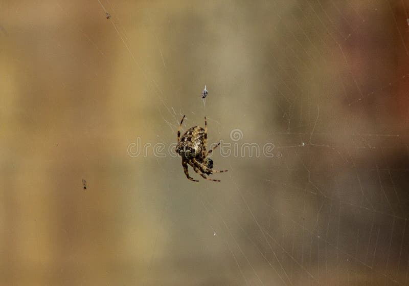 Garden Spider on Web Eating Stock Image - Image of people, cobweb ...
