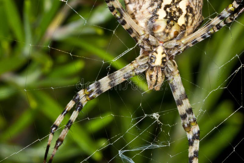 Garden spider on the web stock photo. Image of spiderweb - 134588788