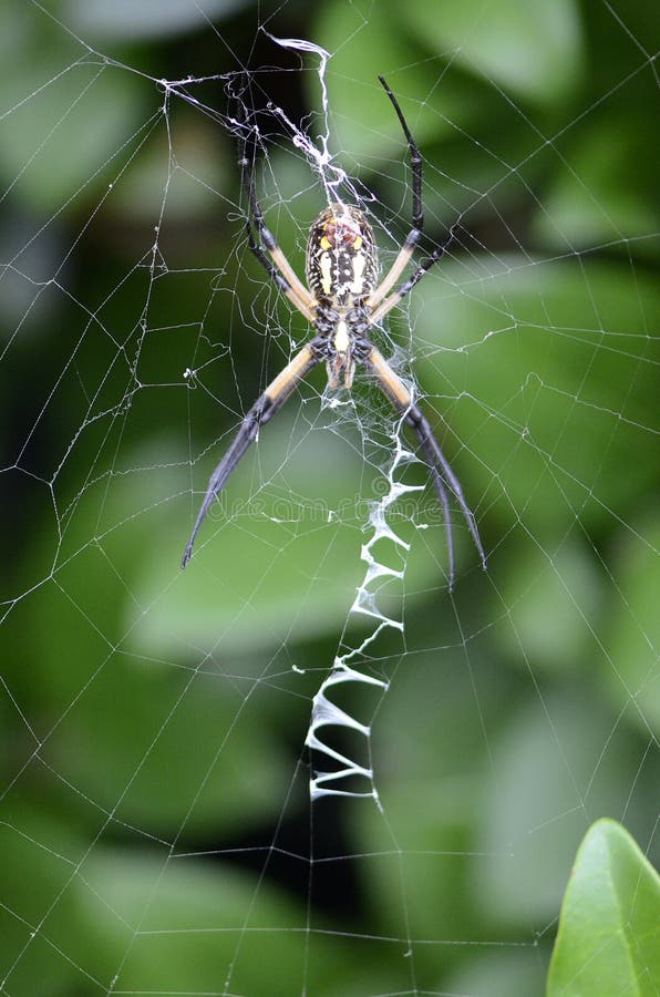 Garden Spider on Web, Underside Stock Photo - Image of garden, spins ...